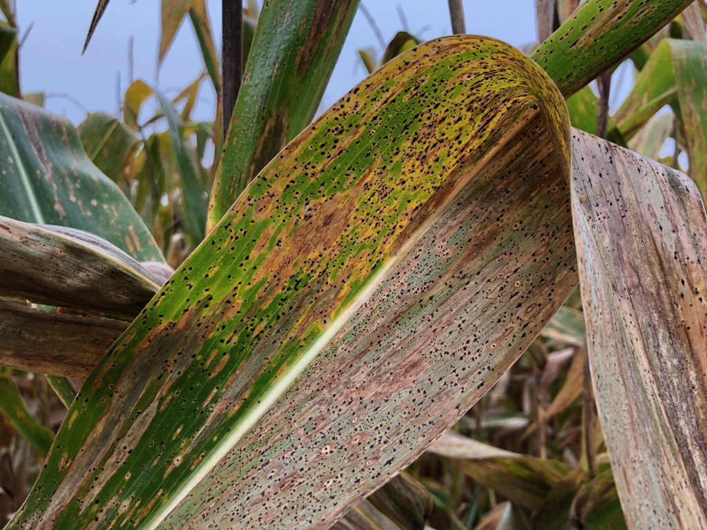 Video: Tar Spot Management on Corn, A Wisconsin Perspective ...