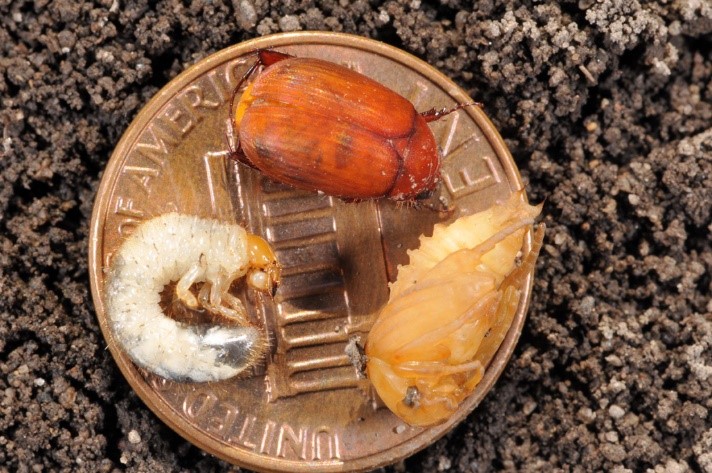 Asiatic Garden Beetle – Integrated Pest and Crop Management – UW–Madison