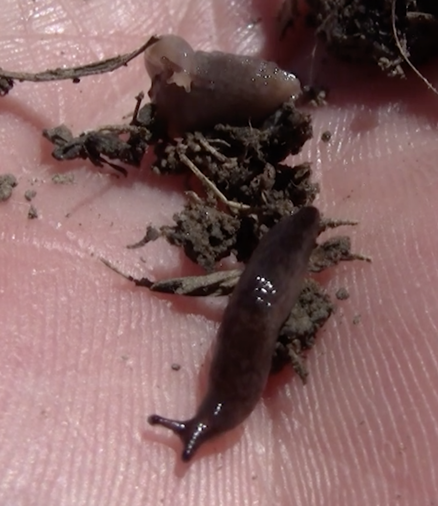 Be on the Lookout for Slug Activity – Integrated Pest and Crop ...