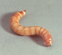 Insects Affecting Plant Stands – Integrated Pest and Crop Management ...