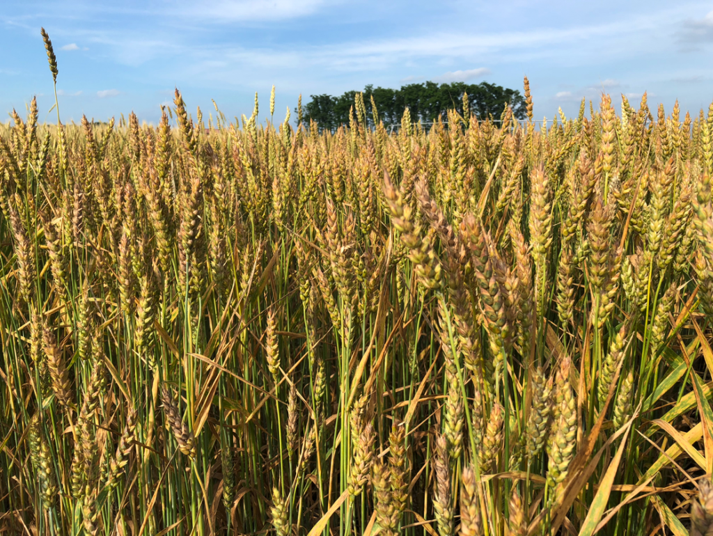 Don’t let Fusarium Head Blight Keep You Down – Prepare Now to Harvest ...