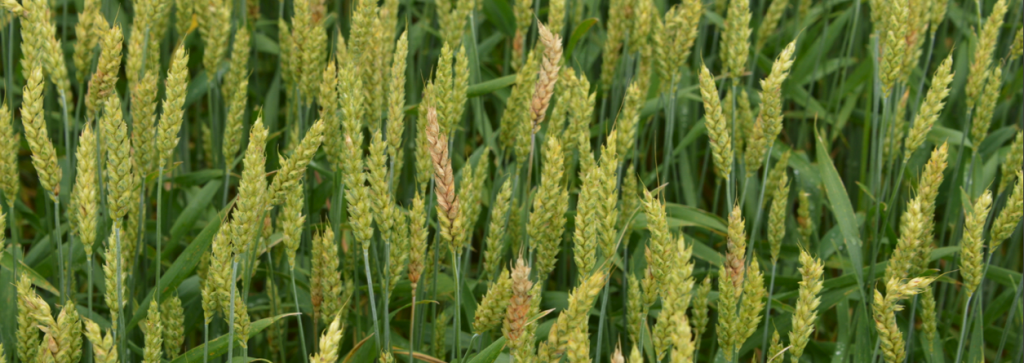 2019 Wisconsin Field Crops Pathology Fungicide Tests Summary Now ...