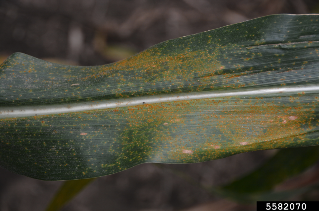 Wisconsin Mid-Season Corn Disease Update – August 2, 2019 – Integrated ...