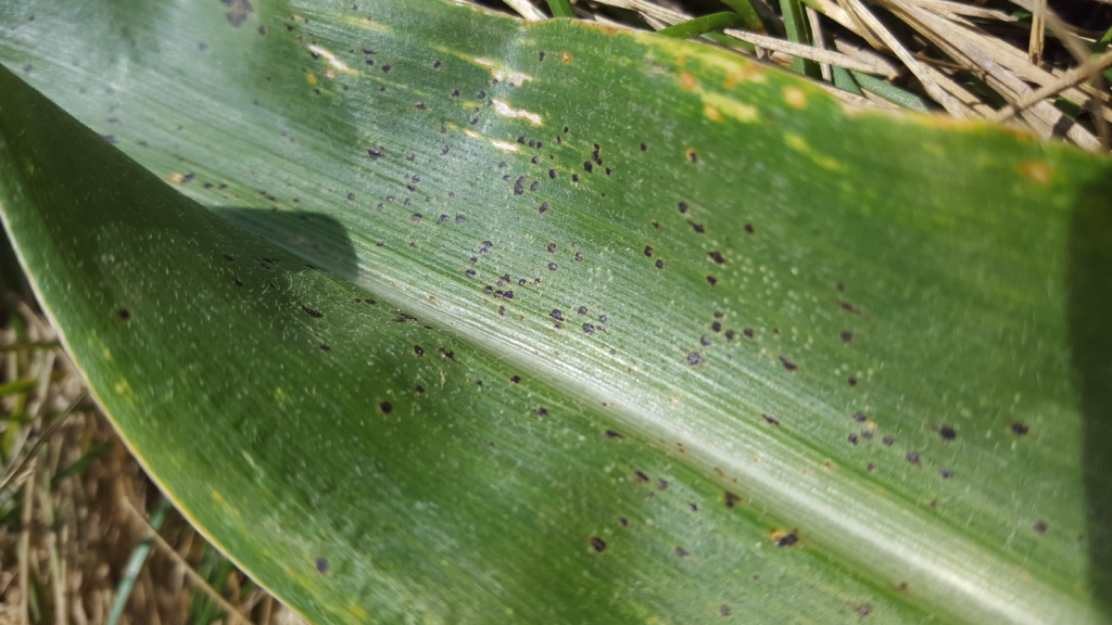 Tar Spot Now Confirmed in Wisconsin in 2019 – Integrated Pest and Crop ...