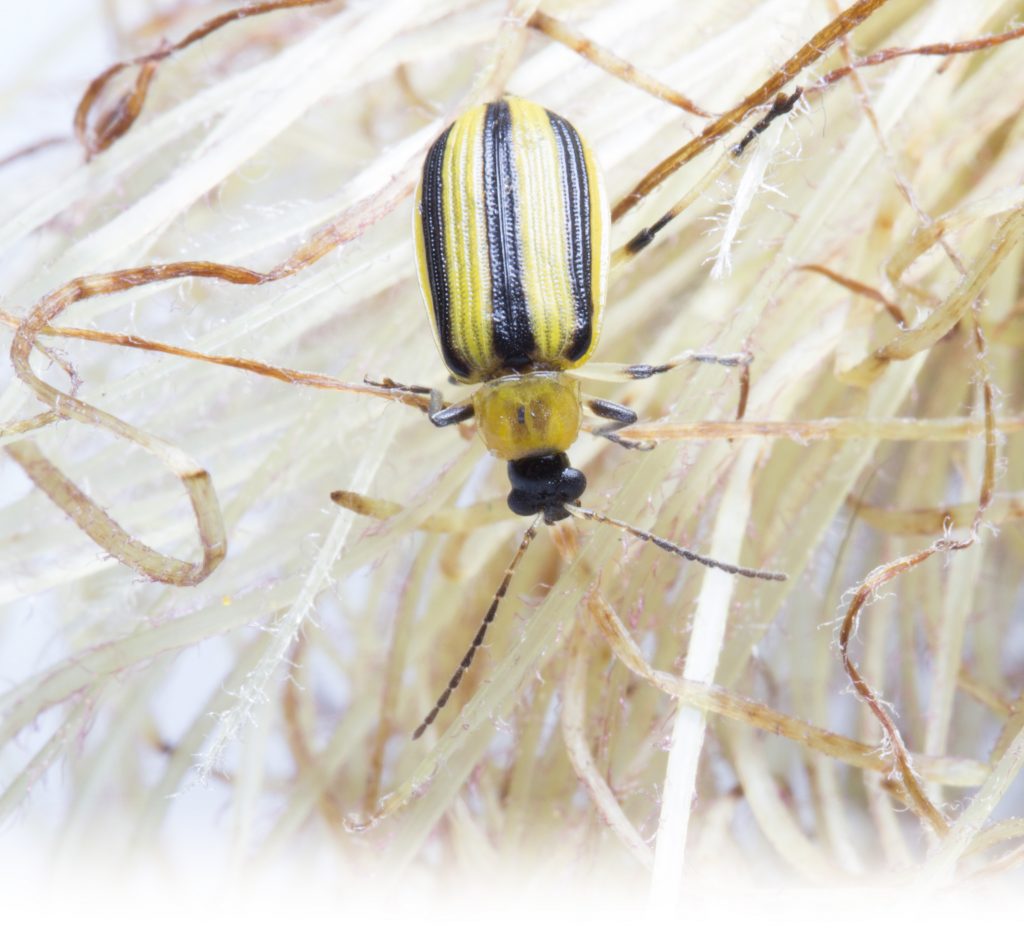 Field Crop Insect Updates – Integrated Pest and Crop Management – UW ...