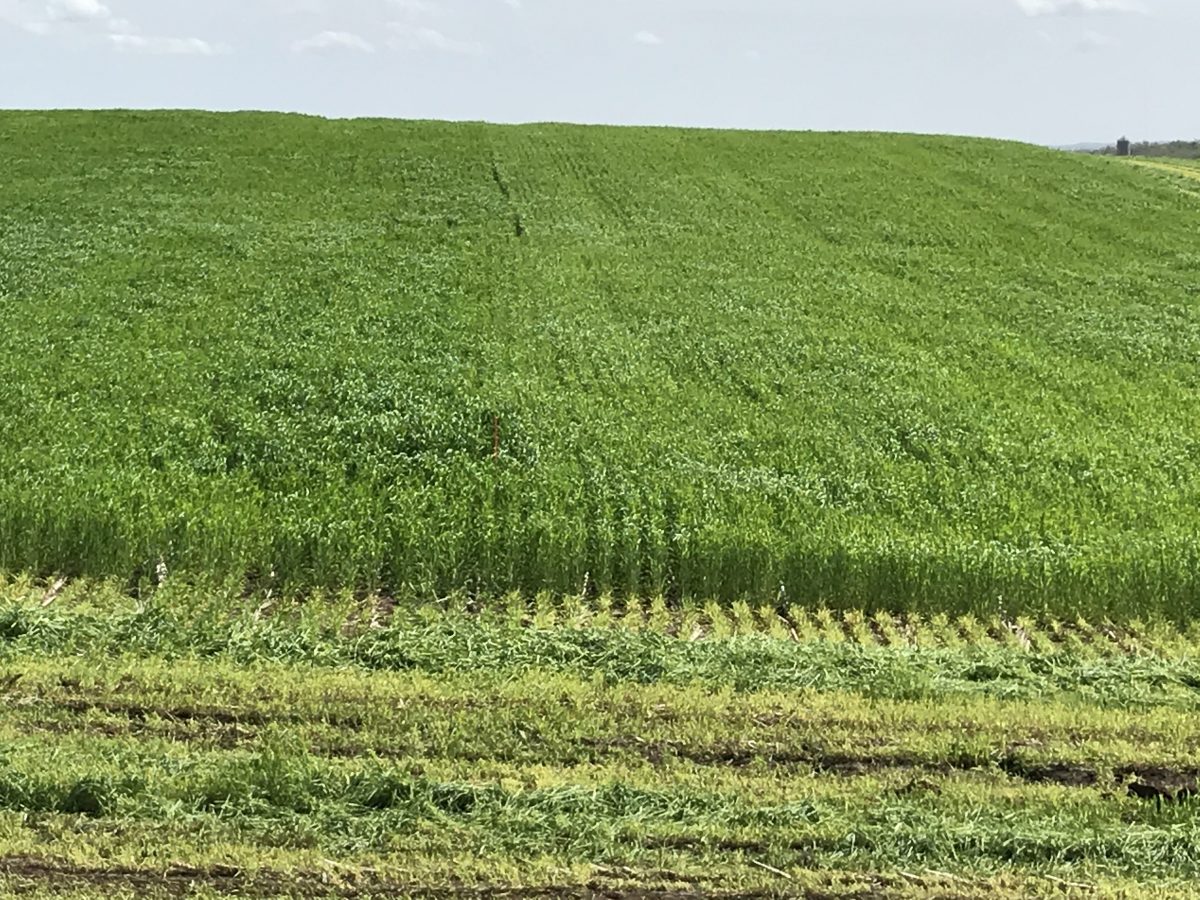 2019 On-farm Rye Forage Comparison: Progas Hybrid Forage Rye vs. VNS ...