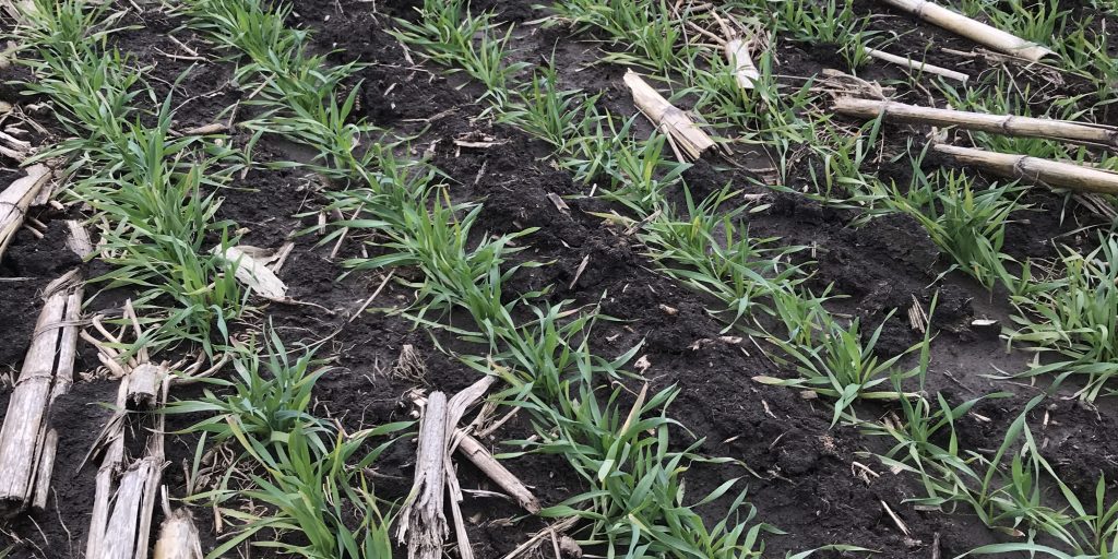 2019 On-farm Rye Forage Comparison: Progas Hybrid Forage Rye vs. VNS ...