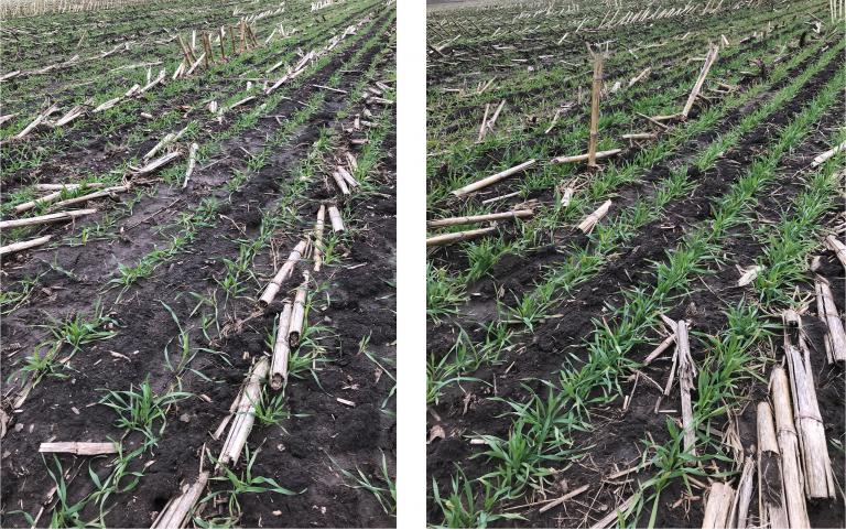 2019 On-farm Rye Forage Comparison: Progas Hybrid Forage Rye vs. VNS ...