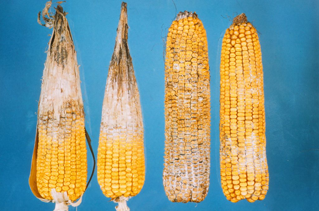 Corn Stalk Rots and Ear Rots: A Double Whammy for Wisconsin Corn ...