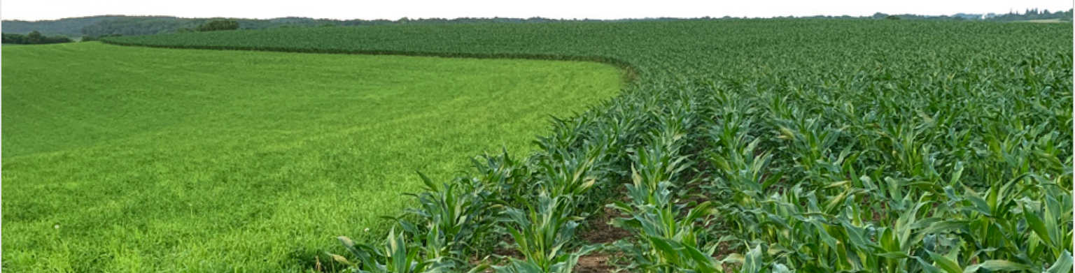 2019 Wisconsin Corn Agronomy Research Report – Integrated Pest and Crop ...