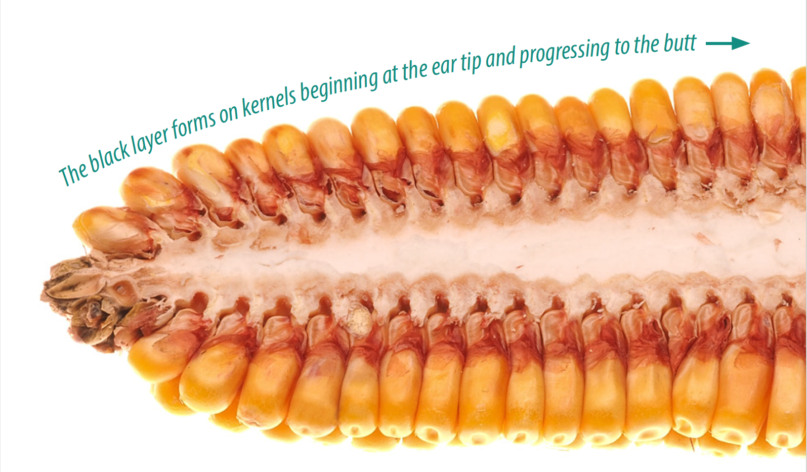 New Corn Development Guide Available – Integrated Pest and Crop ...