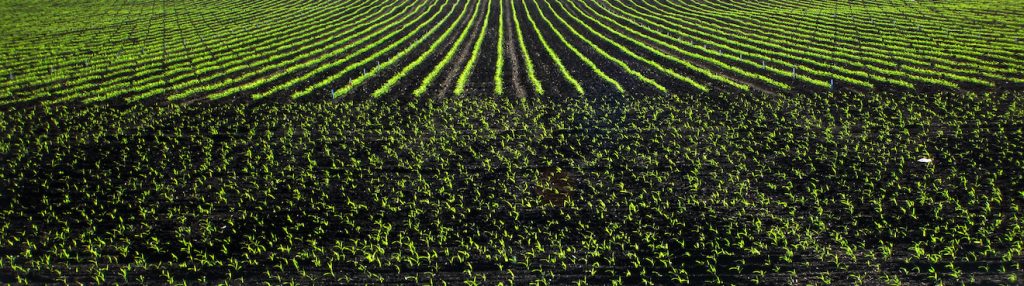 How Do We Prepare for the 2022 Corn Growing Season? – Integrated Pest ...