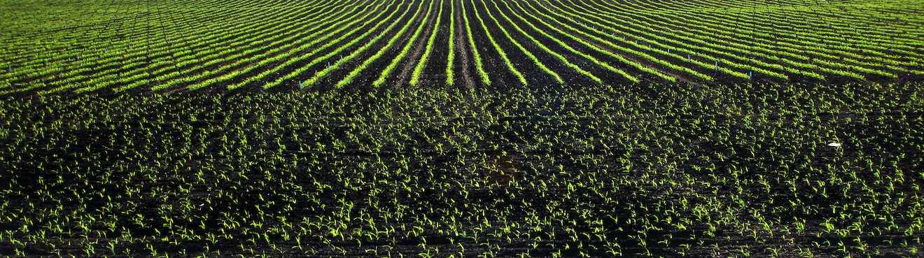 How Do We Prepare for the 2022 Corn Growing Season? – Integrated Pest ...