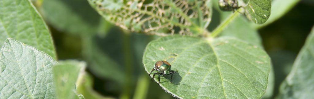 Wisconsin Field Crop Insect Updates – Integrated Pest and Crop ...