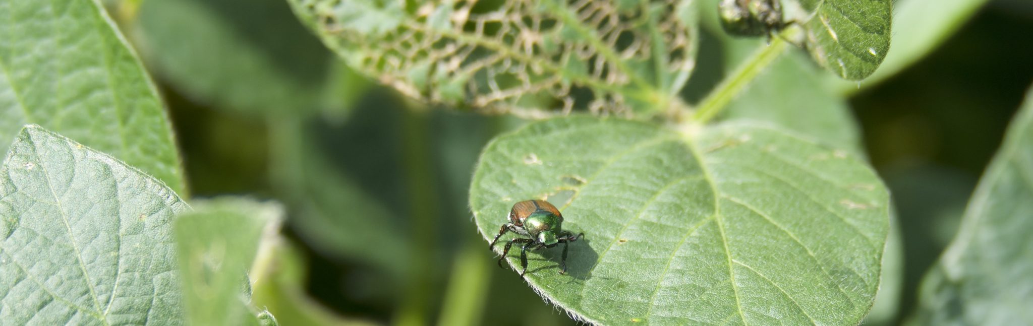 Wisconsin Field Crop Insect Updates – Integrated Pest and Crop ...