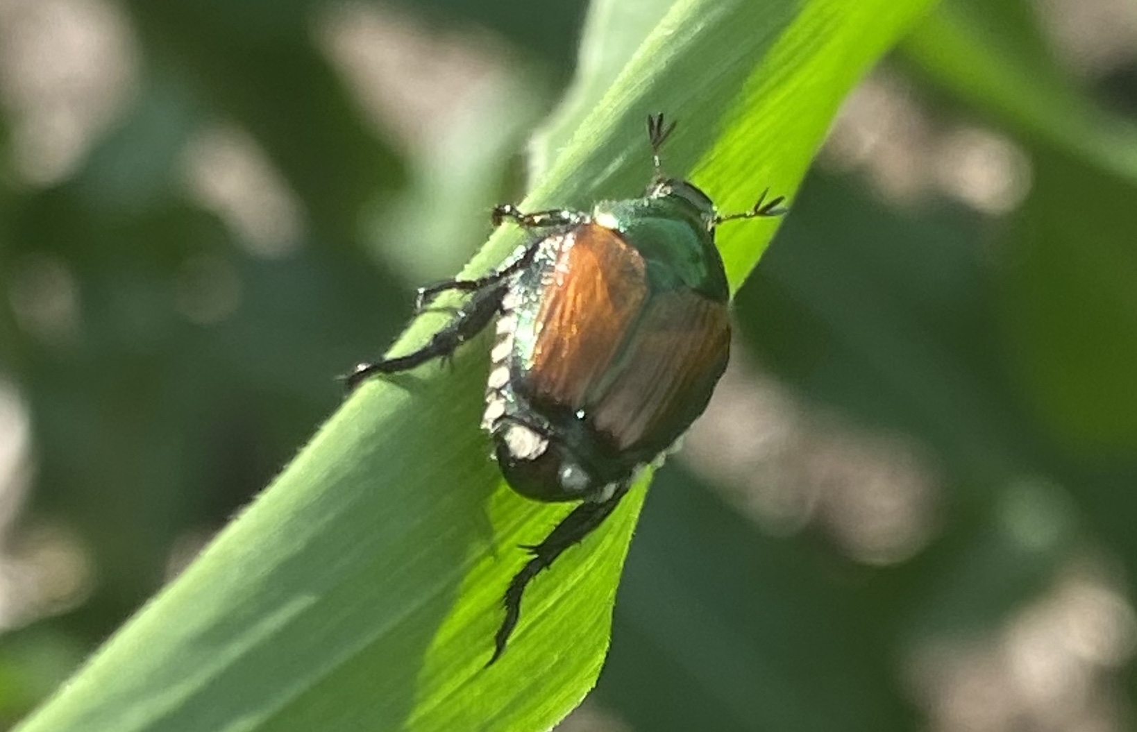 Corn Silk Clipping Insects and Economic Thresholds – Integrated Pest ...