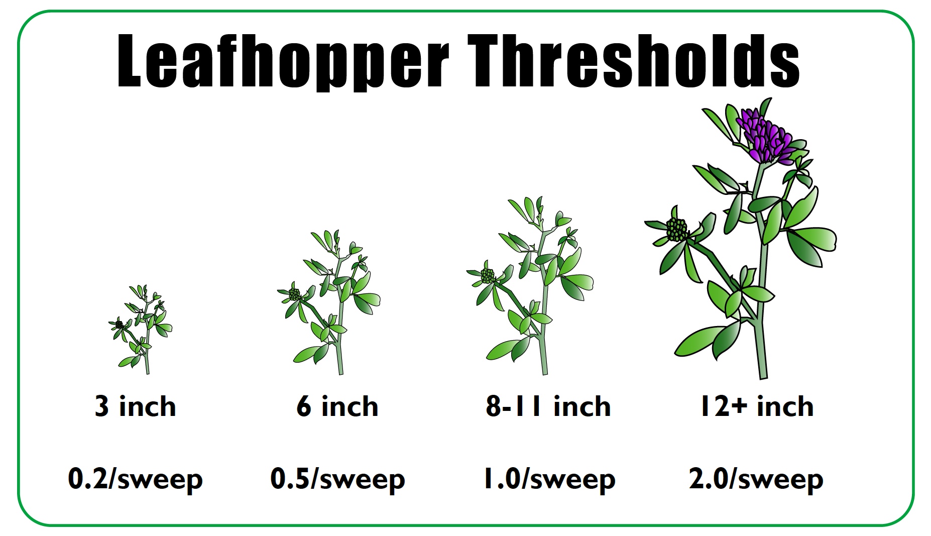 Potato Leafhopper In Alfalfa Integrated Pest And Crop Management Uw