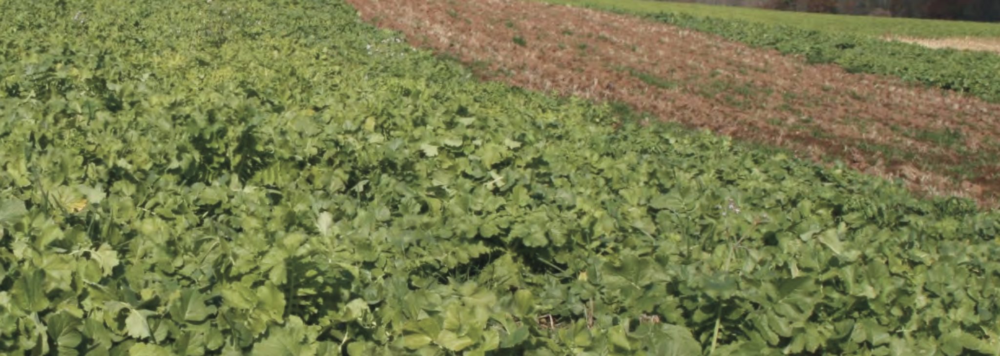 Does Oilseed Radish Provide Nitrogen Credits? – Integrated Pest and ...