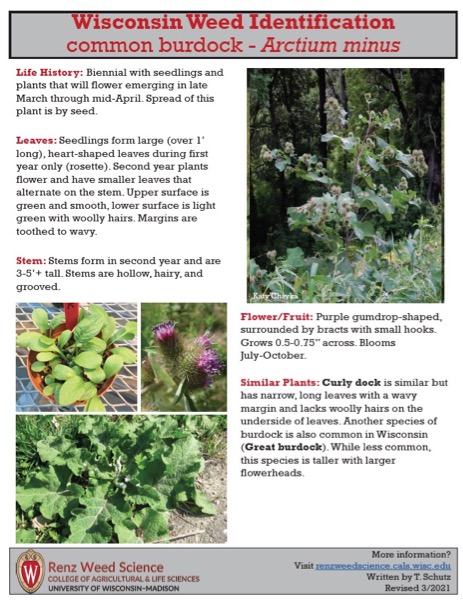 Six New Weed Identification Factsheets Online – Integrated Pest and ...