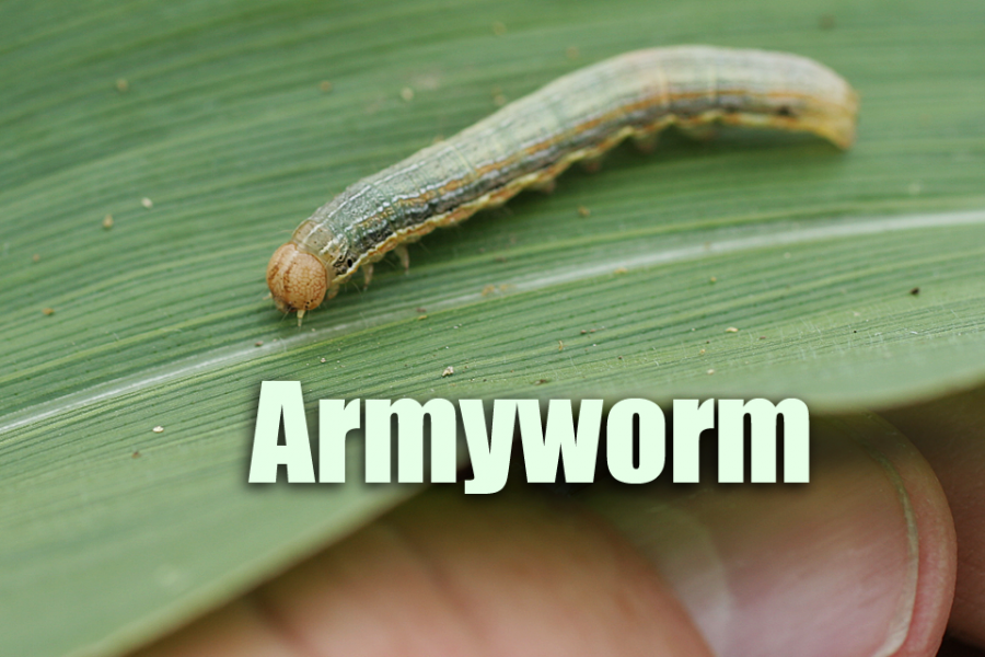 Armyworms – Integrated Pest and Crop Management – UW–Madison