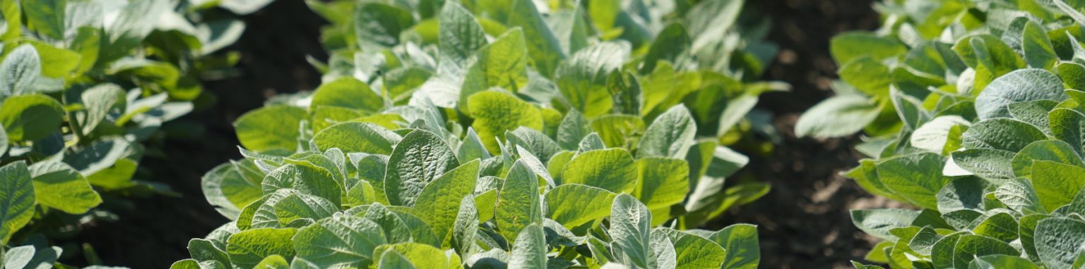 Winners of the 2022 WI Soybean Yield Contest – Integrated Pest and Crop ...