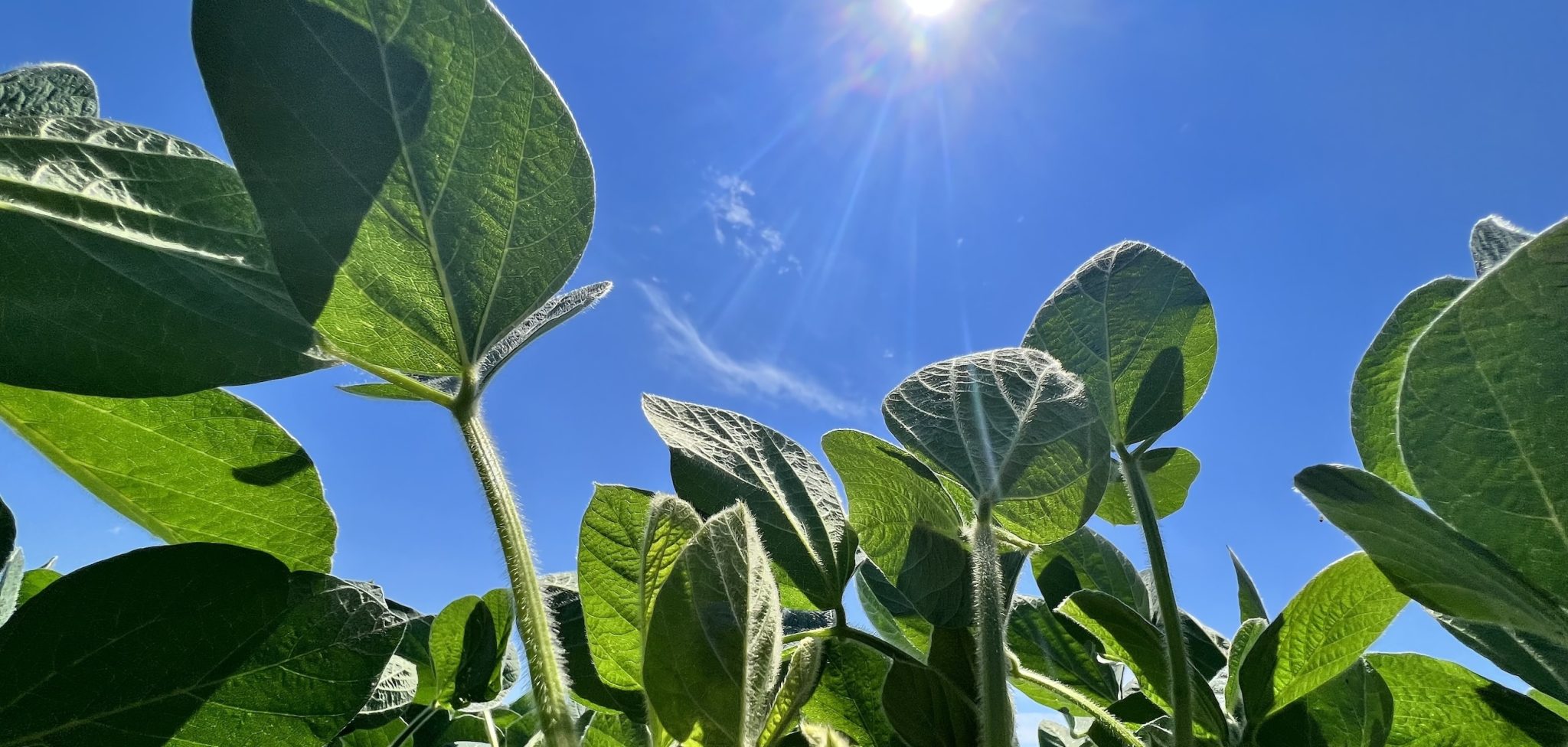 Grain Management Considerations in Low-Margin Years – Integrated Pest and Crop Management – UW ...