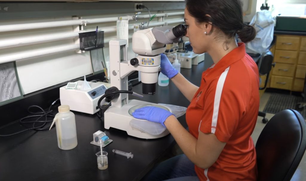 WSMB Free Soybean Cyst Nematode Testing – Integrated Pest and Crop ...